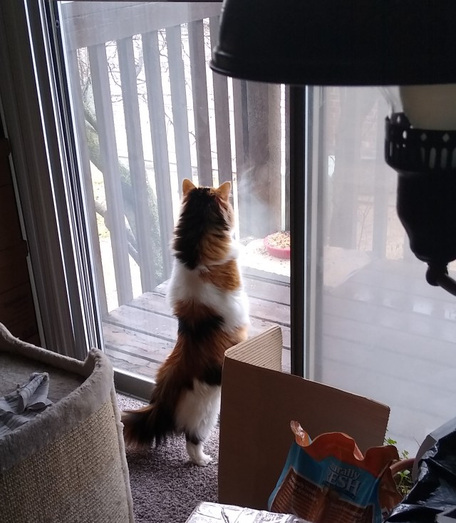 Pining over Squirrels on National Squirrel Appreciation Day… – Willow Croft