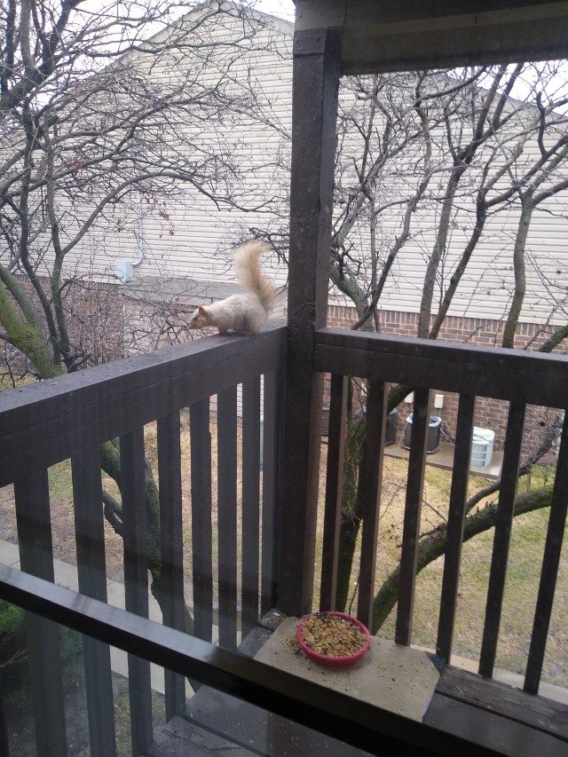 Pining over Squirrels on National Squirrel Appreciation Day… – Willow Croft